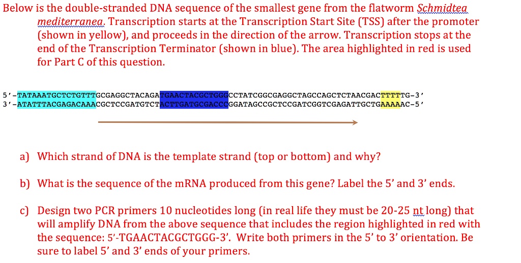 SOLVED:Below is the double-stranded DNA sequence of the smallest gene ...