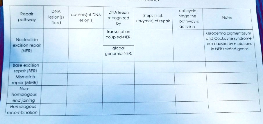 SOLVED: DNA lesions fixed DNA lesions recognized Cell cycle stage the ...