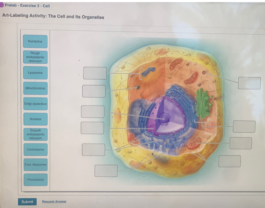 SOLVED: SPrelab - Exercise 3 - Cell Art-Labeling Activity: The Cell and ...