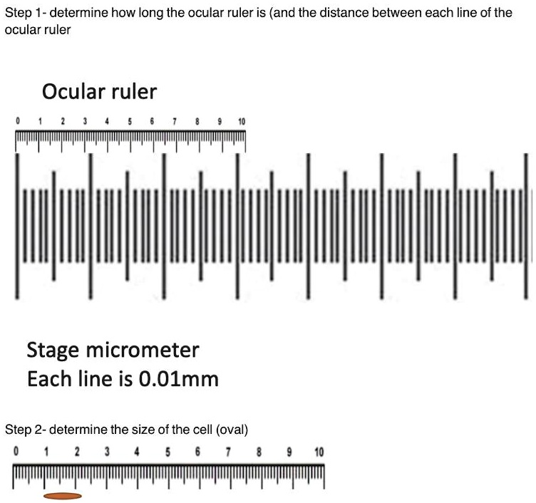 Step 1- determine how long the ocular ruler is (and the distance ...