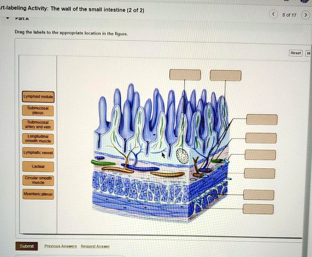 RT-Labeling Activity: The Wall of the Small Intestine (2 of 2 PanA 8 of ...