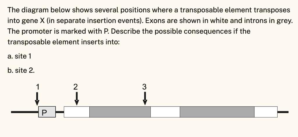 the diagram below shows several positions where a transposable element ...