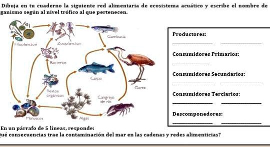 dibuja en tu cuaderno la siguiente red trofica de ecosistema acuatico y ...