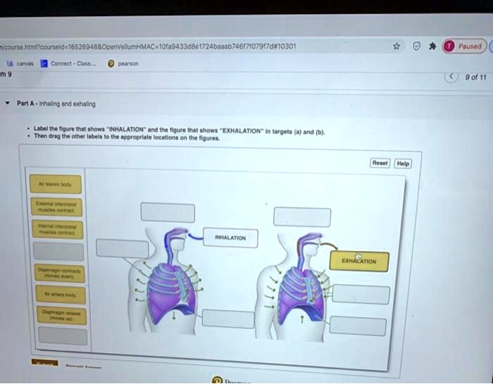 Part A - Inhaling and exhaling Label the figure that shows "INHALATION ...
