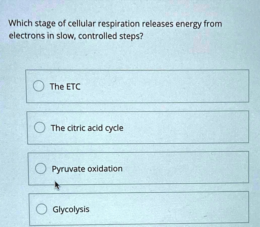 Which stage of cellular respiration releases energy from electrons in ...