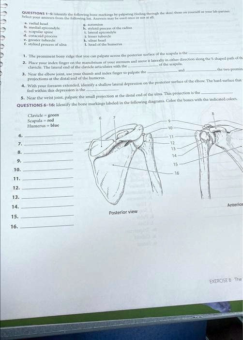 Ulnar Styloid Process Palpation