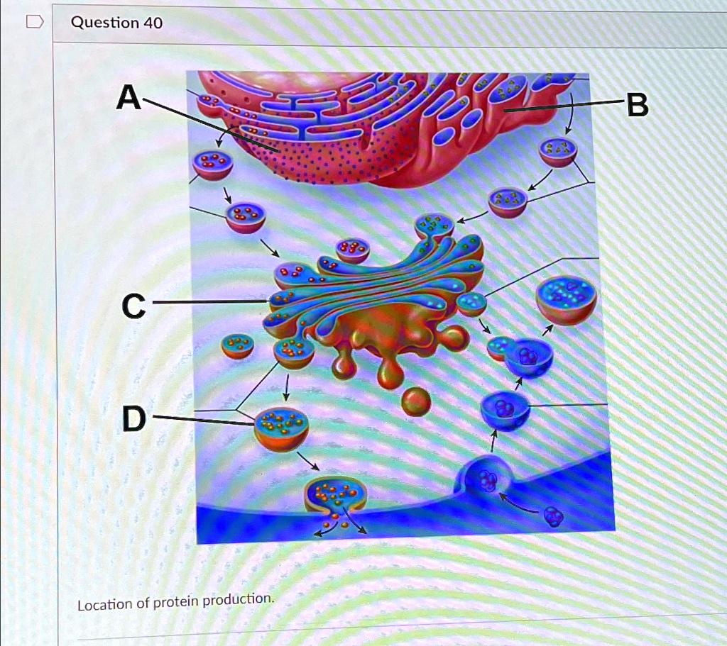SOLVED: Question 40 Location of protein production. Question 40 A B c D ... SOLVED: Question 40 Location of protein production. Question 40 A B c D ...