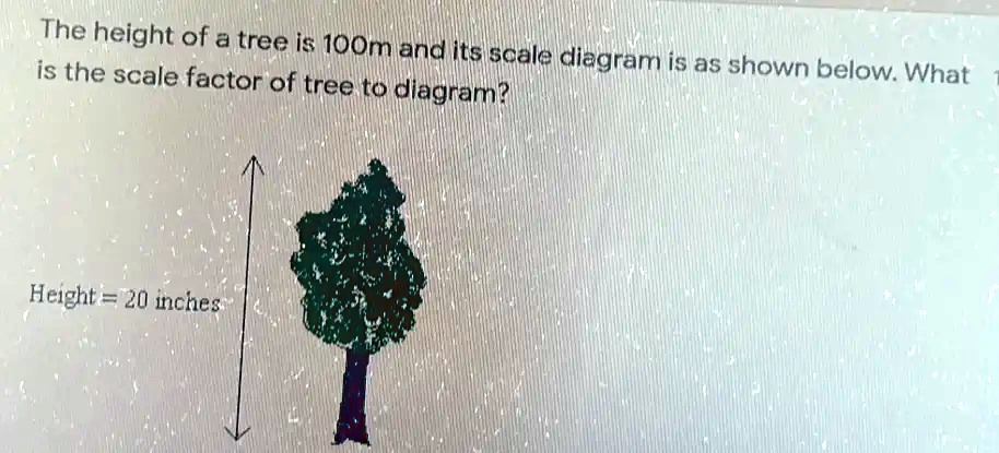 The height of a tree is 100m and its scale diagram is as shown below ...