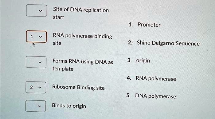Site of DNA replication start 1. Promoter 1 RNA polymerase binding site ...