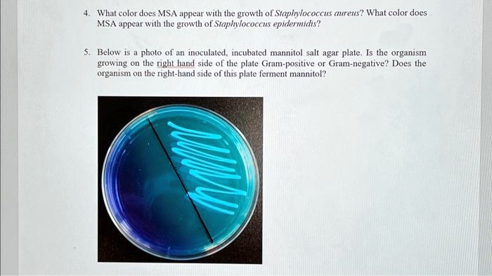 SOLVED: 4. What color does MSA appear with the growth of Staphylococcus ...