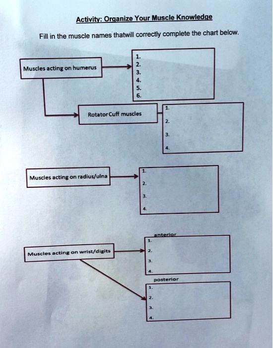 activity orqanize your muscle knowledge fill in the muscle names ...