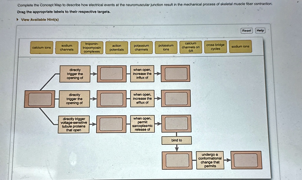 complete the concept map to describe how electrical events at the ...