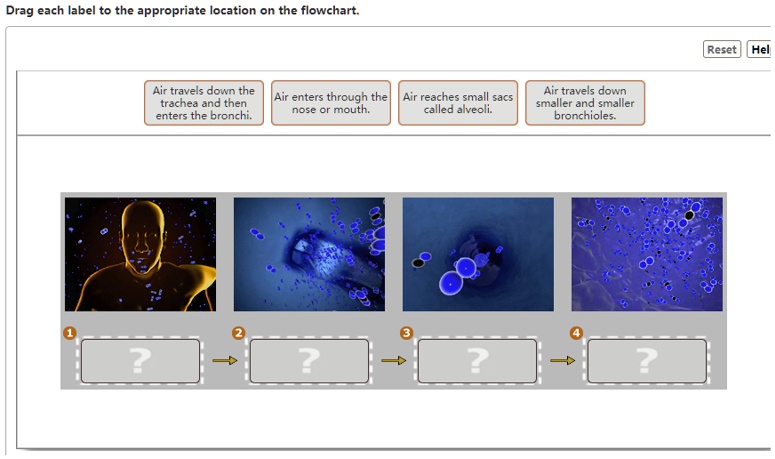 Drag each label to the appropriate location on the flowchart. Reset Hel Air travels down the ...