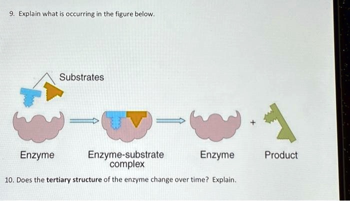 9. Explain what is occurring in the figure below. Substrates Enzyme ...