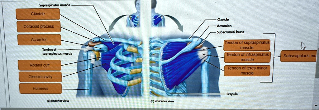 Supraspinatus muscle Clavicle Coracoid process Acromion Tendon of ...
