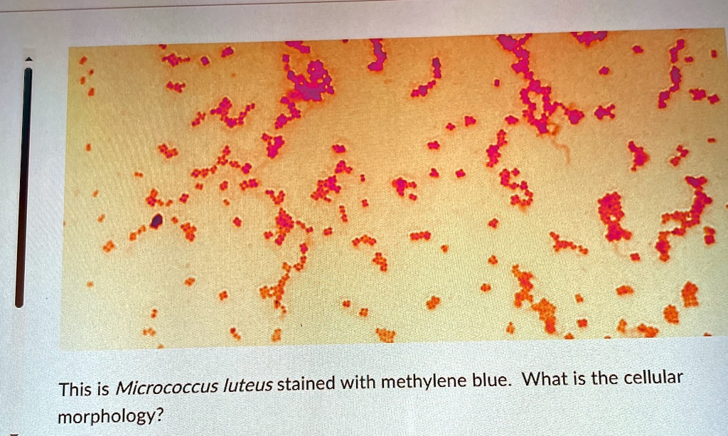 This is Micrococcus luteus stained with methylene blue. What is the ...