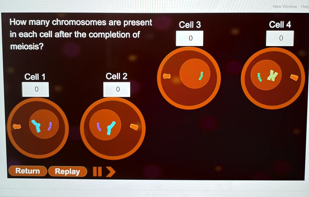 SOLVED: Part 4 how many chromosomes are present in each cell after the ... SOLVED: Part 4 how many chromosomes are present in each cell after the ...