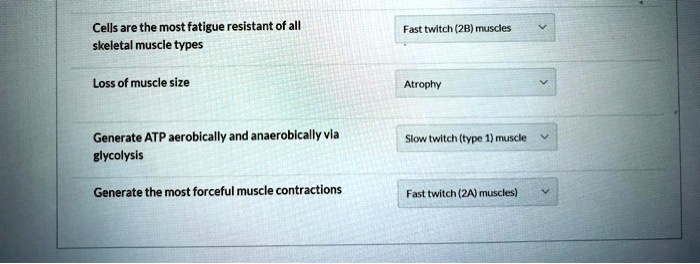 SOLVED: Cells are the most fatigue-resistant of all skeletal muscle ...