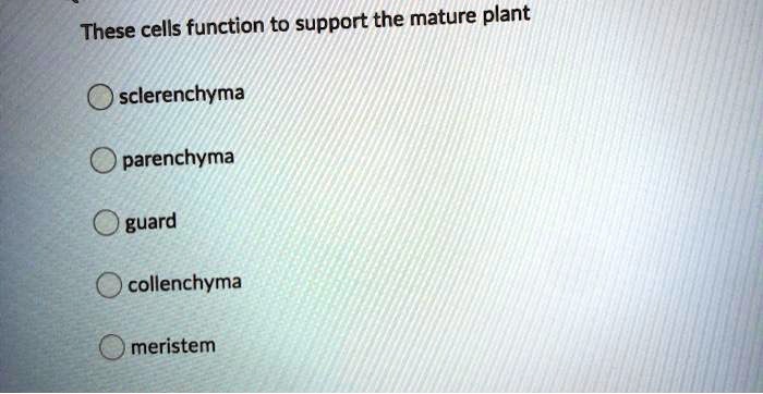SOLVED: These cells function to support the mature plant sclerenchyma ...