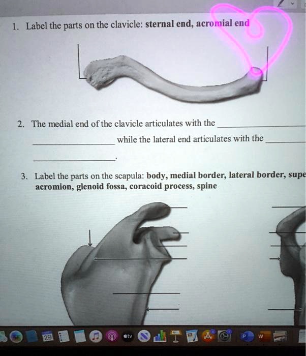 Label the parts of the clavicle: sternal end, acromial end. 2. The ...