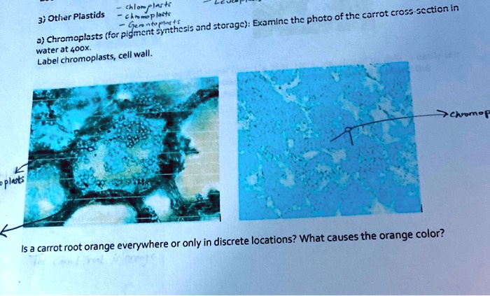 Carrot Chromoplast