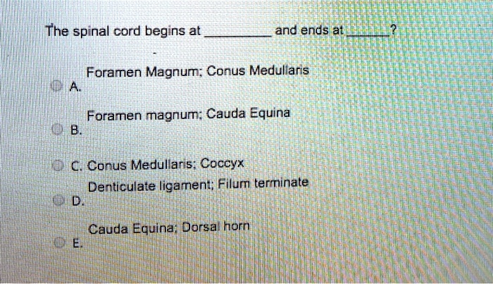 Conus Medullaris Filum Terminale Exposed Spinal Canal