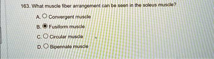 SOLVED: 163. What muscle fiber arrangement can be seen in the soleus ...