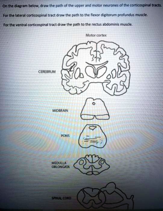 SOLVED: On the diagram below,draw the path of the upper and motor ...