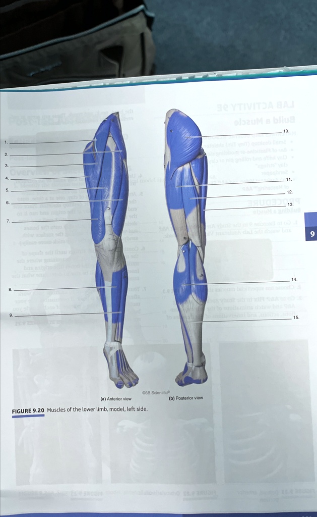(a) Anterior view 10. 11. 12. 13. 9 (b) Posterior view FIGURE 9.20 ...