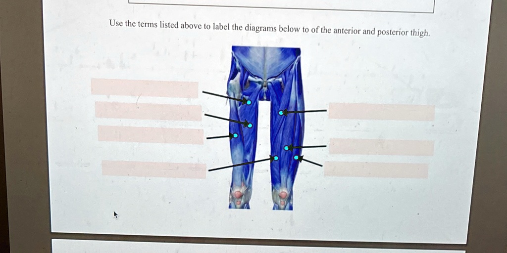 SOLVED: 'Label below please Use the terms listed above to label the ...