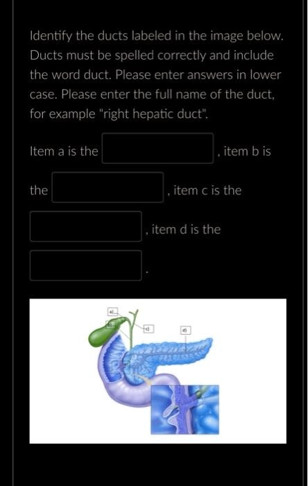 Identify the ducts labeled in the image below. Ducts must be spelled ...