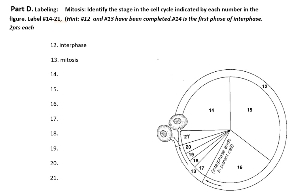 Part D. Labeling: Mitosis: Identify the stage in the cell cycle ...