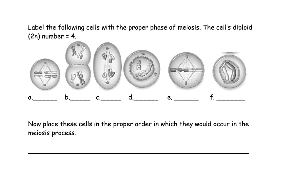 Label the following cells with the proper phase of meiosis. The cell's ...