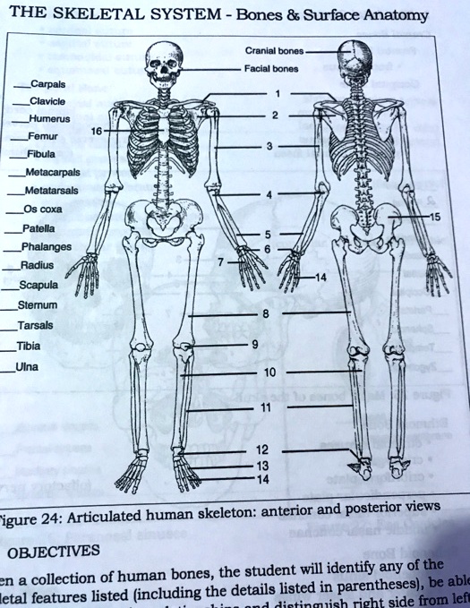 Solved The Skeletal System Bones Surface Anatomy Cranial Bones