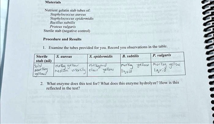 texts 2 materials nutrient gelatin stab tubes of staphylococcus aureus ...