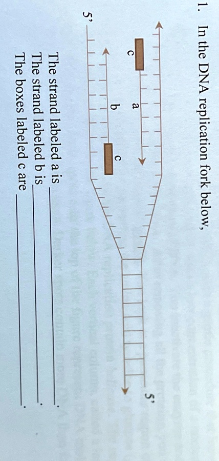 1. In the DNA replication fork below, a C b C 5' The strand labeled a ...