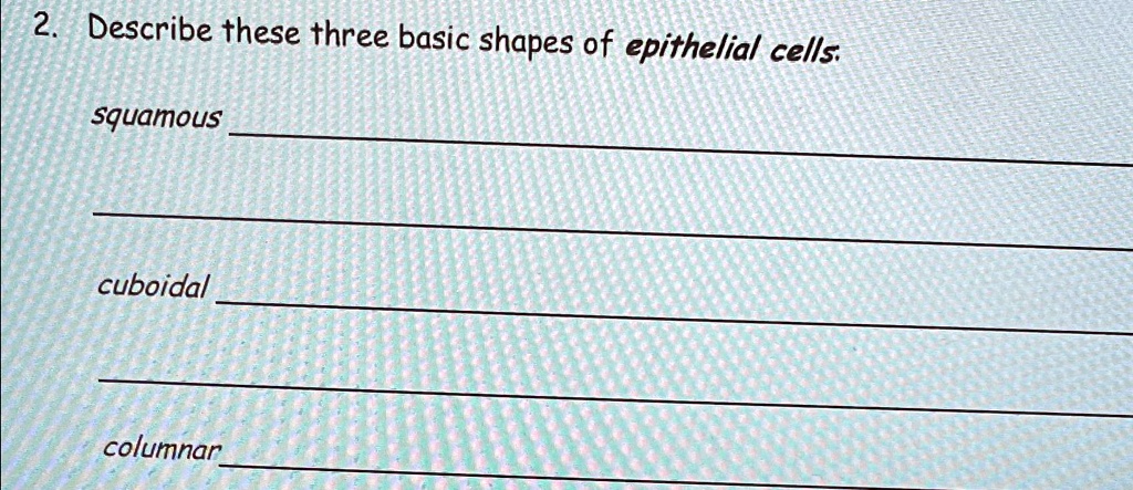 1. Describe these three basic shapes of epithelial cells: - squamous ...
