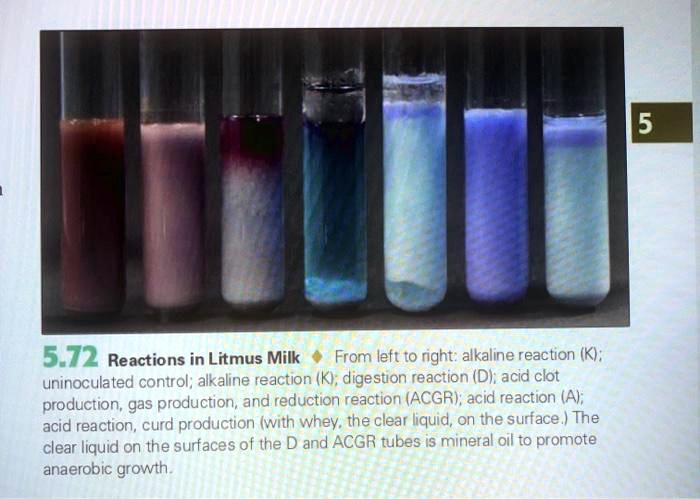 [GET ANSWER] 5 572 reactions in litmus milk from left t0 right alkaline ...