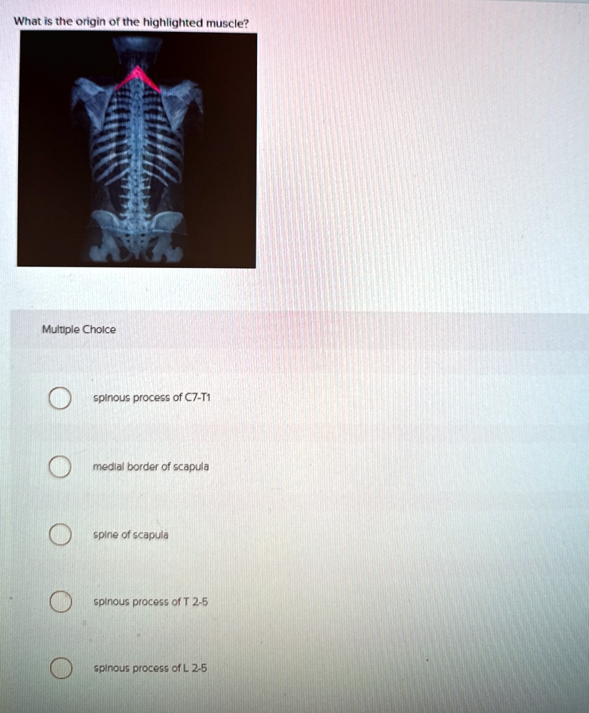 what is the origin of the highlighted muscle multiple choice spinous ...
