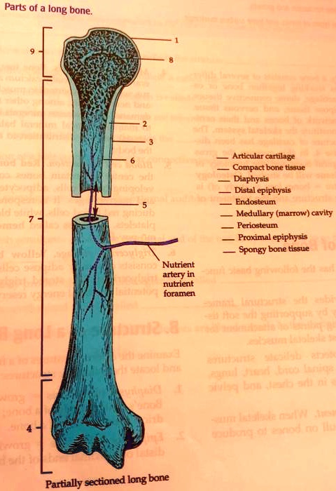 Parts of a long bone. 9 7 4 8 1 2 3 6 5 Partially sectioned long bone ...