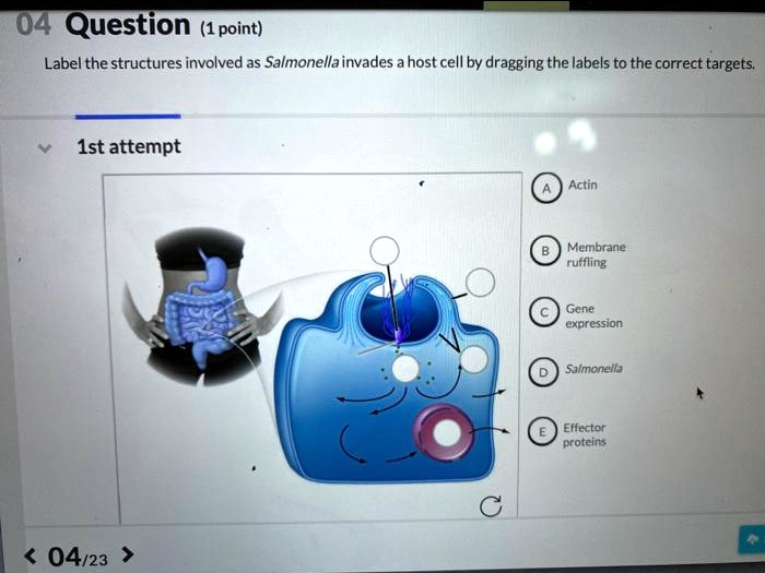 04 Question (1 point) Label the structures involved as Salmonella ...