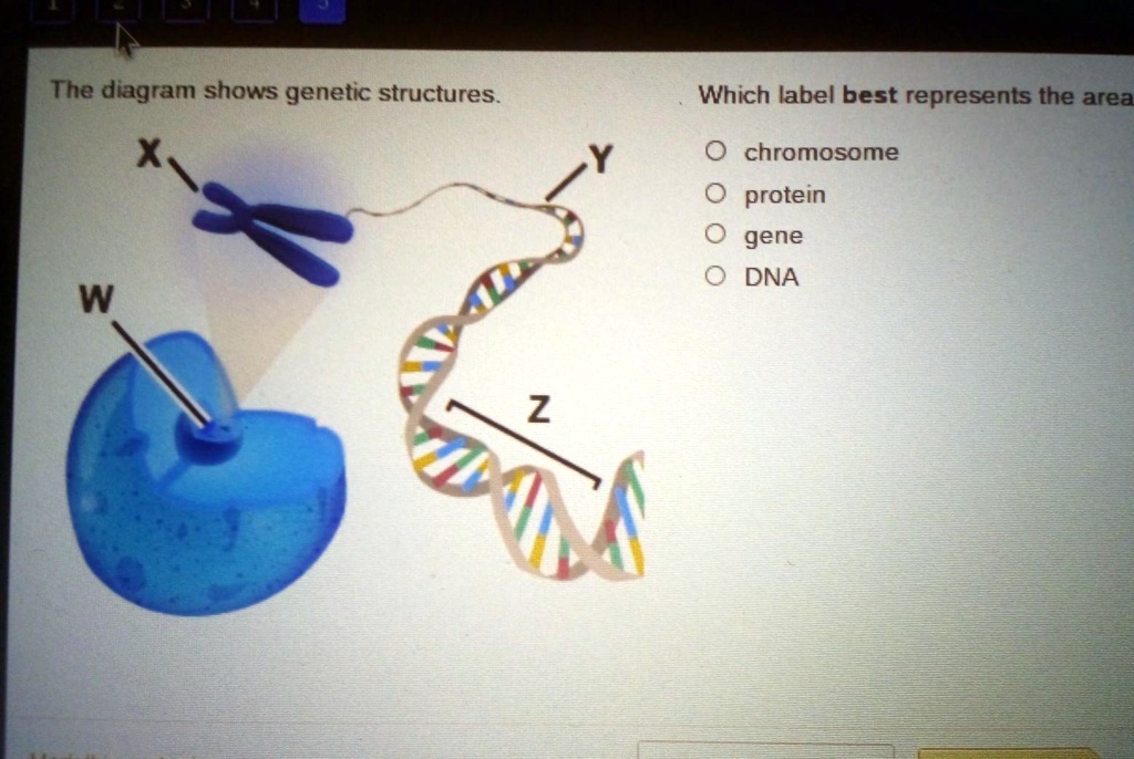 SOLVED: 'the diagram shows genetic structuresWhich label best ...