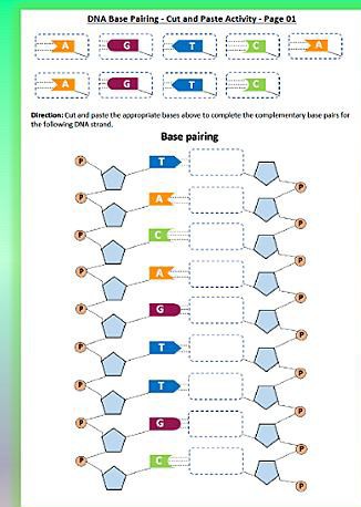 DNA Base Paiting - Cut and Paste Activity - Page 01 the folowing DNA strand. Base pairing