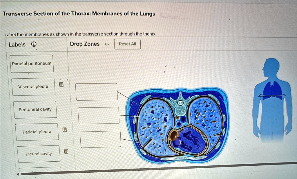 transverse section of the thorax membranes of the lungs label the ...