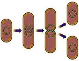 SOLVED: 'Which type of reproduction is shown in the diagram? A) budding B) binary fission C ...