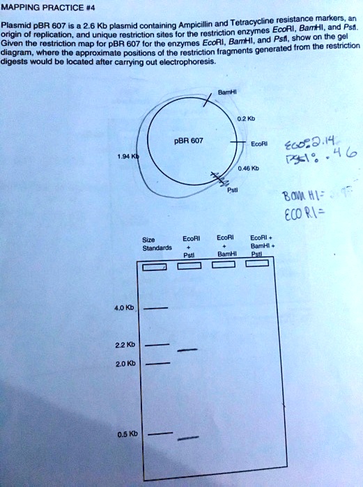 MAPPING PRACTICE #4 Plasmid pBR 607 is a 2.6 Kb plasmid containing ...