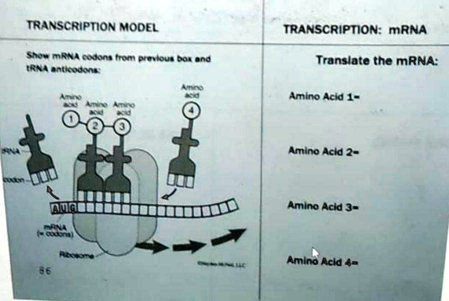 SOLVED: All the Amino Acids TRANSCRIPTION MODEL TRANSCRIPTION: mRNA ...