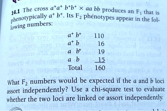 141 the cross atat btbt x aa bb produces an fi that is phenotypically ...