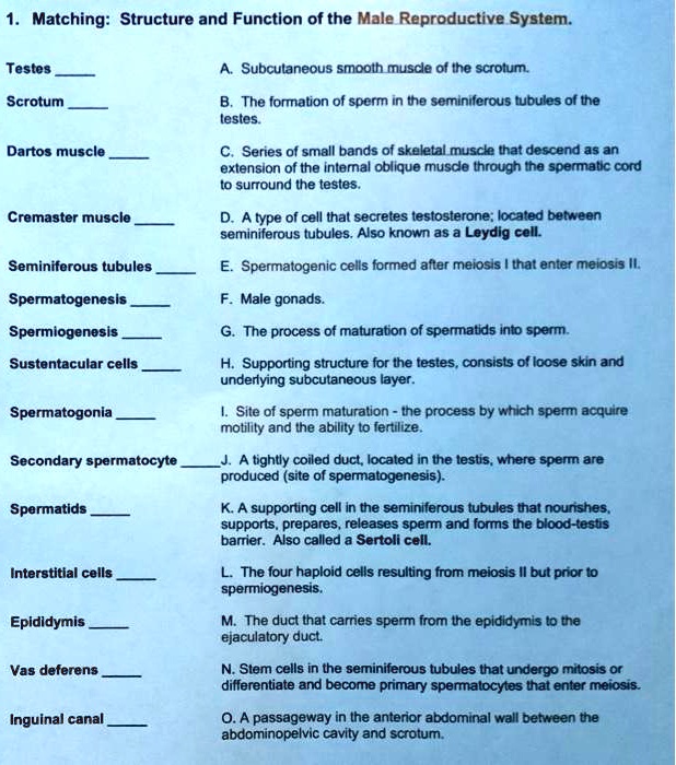 1 matching structure and function of the male reproductive system ...
