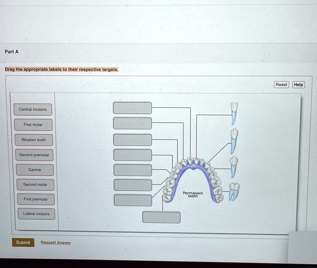 part a drag the appropriate labels to their respective targets central ...